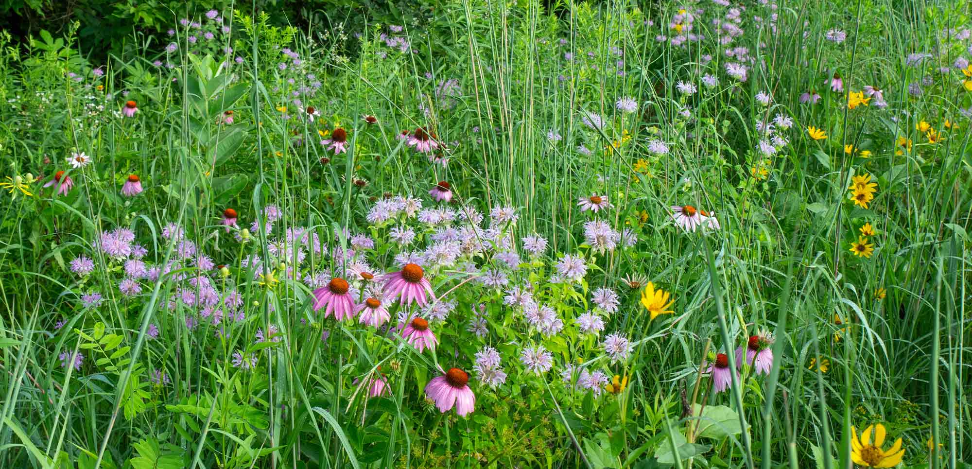 Butterfly Garden: A Family Project for Nature - Charlottesville Family