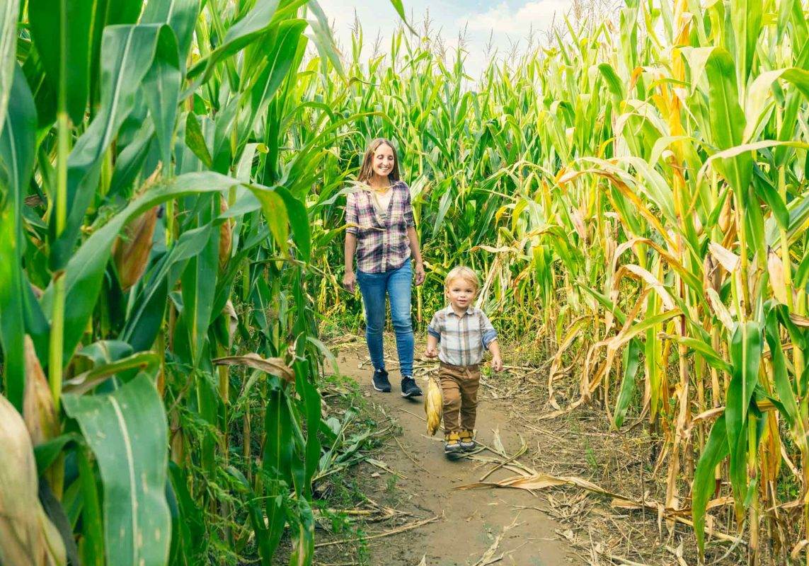 Virginia's Best Corn Mazes - Charlottesville Family