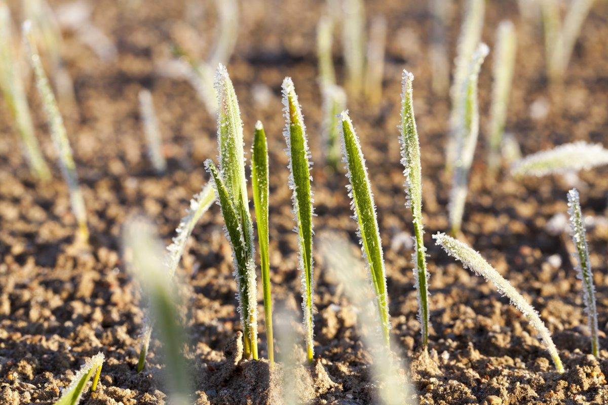 Winter Sowing: A Budget-Friendly Approach to Early Gardening ...