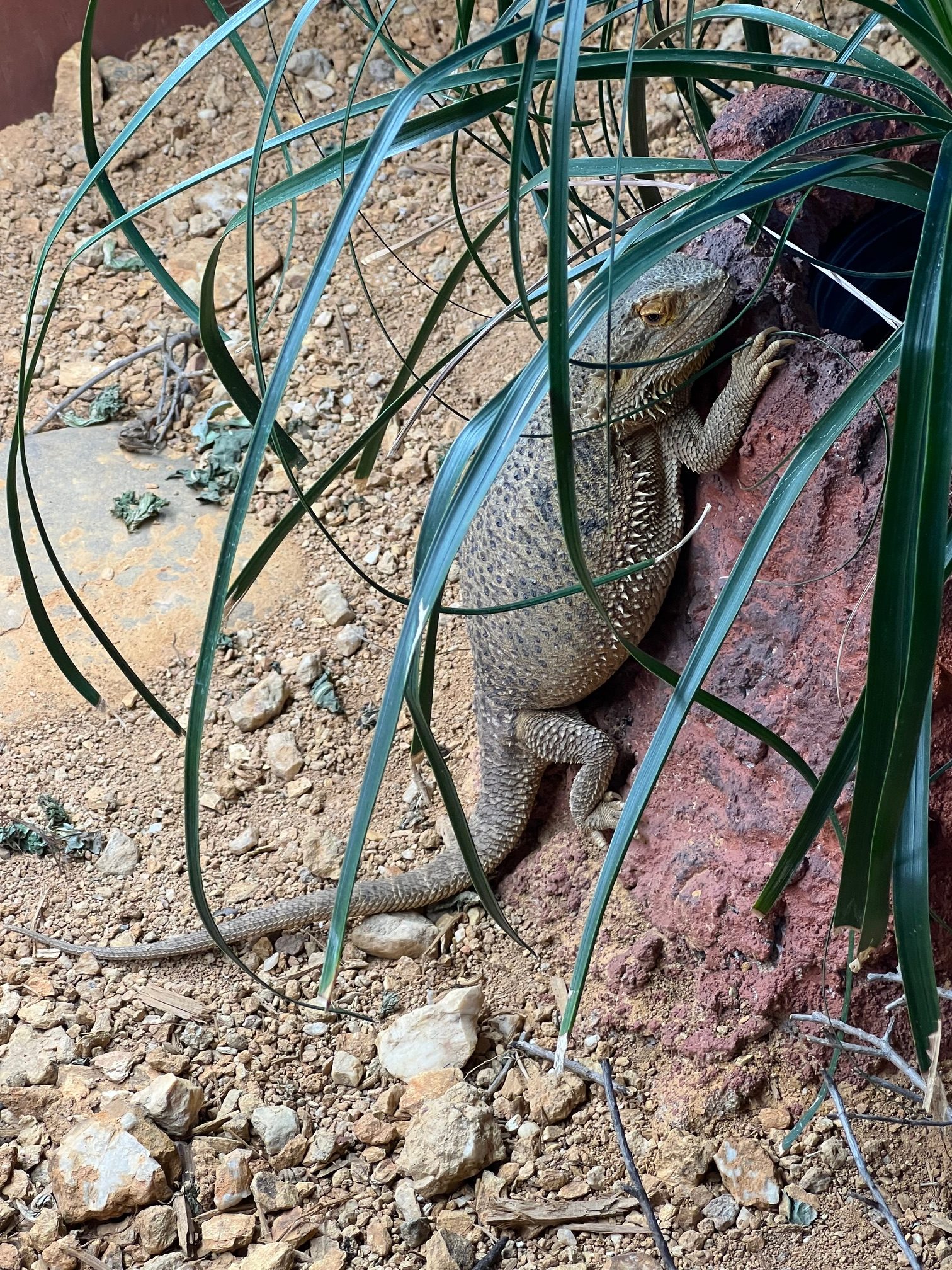 Virginia Reptile Museum - Charlottesville Family